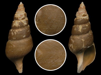 Pseudomelatomidae pictures