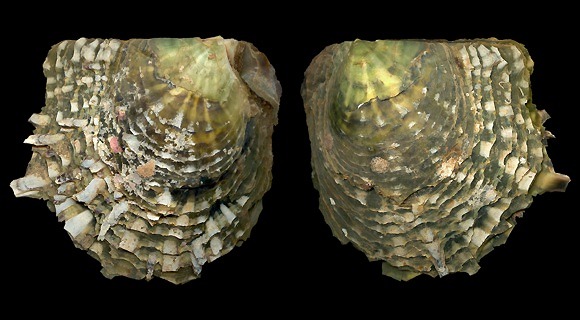 Pinctada Radiata