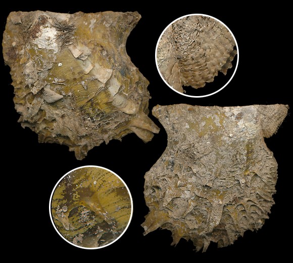Pinctada Radiata