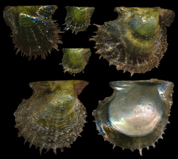 Pinctada Radiata