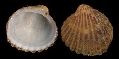 Carditidae pictures