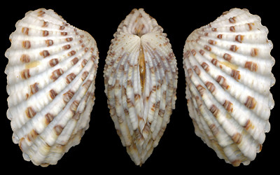 Carditidae pictures