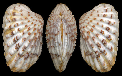 Carditidae pictures