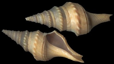 Clavatulidae pictures