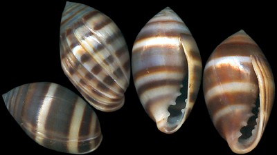 Ellobiidae pictures