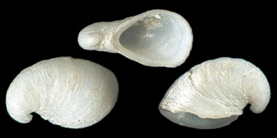 Hipponicidae - Alchetron, The Free Social Encyclopedia