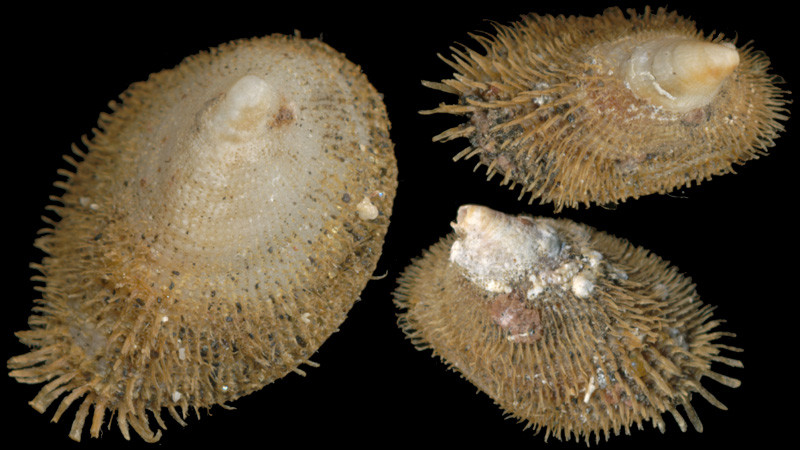 Hipponicidae pictures