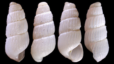 Pyramidellidae pictures