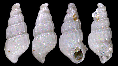 Pyramidellidae pictures