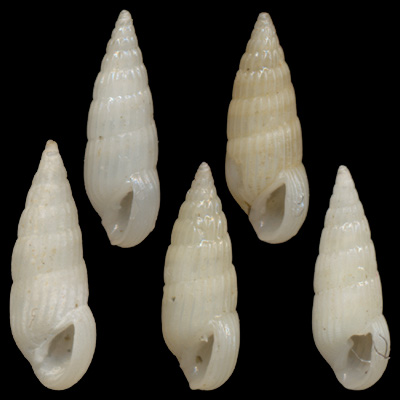 Rissoinidae pictures