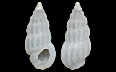 Rissoinidae pictures