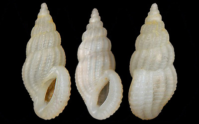 Rissoinidae pictures