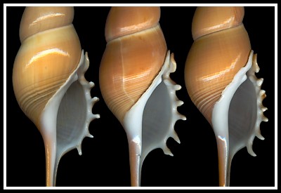 Rostellariidae pictures