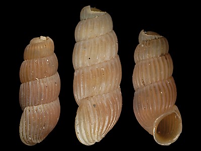 Truncatellidae pictures