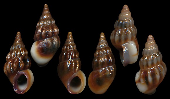 Rissoa - Alchetron, The Free Social Encyclopedia